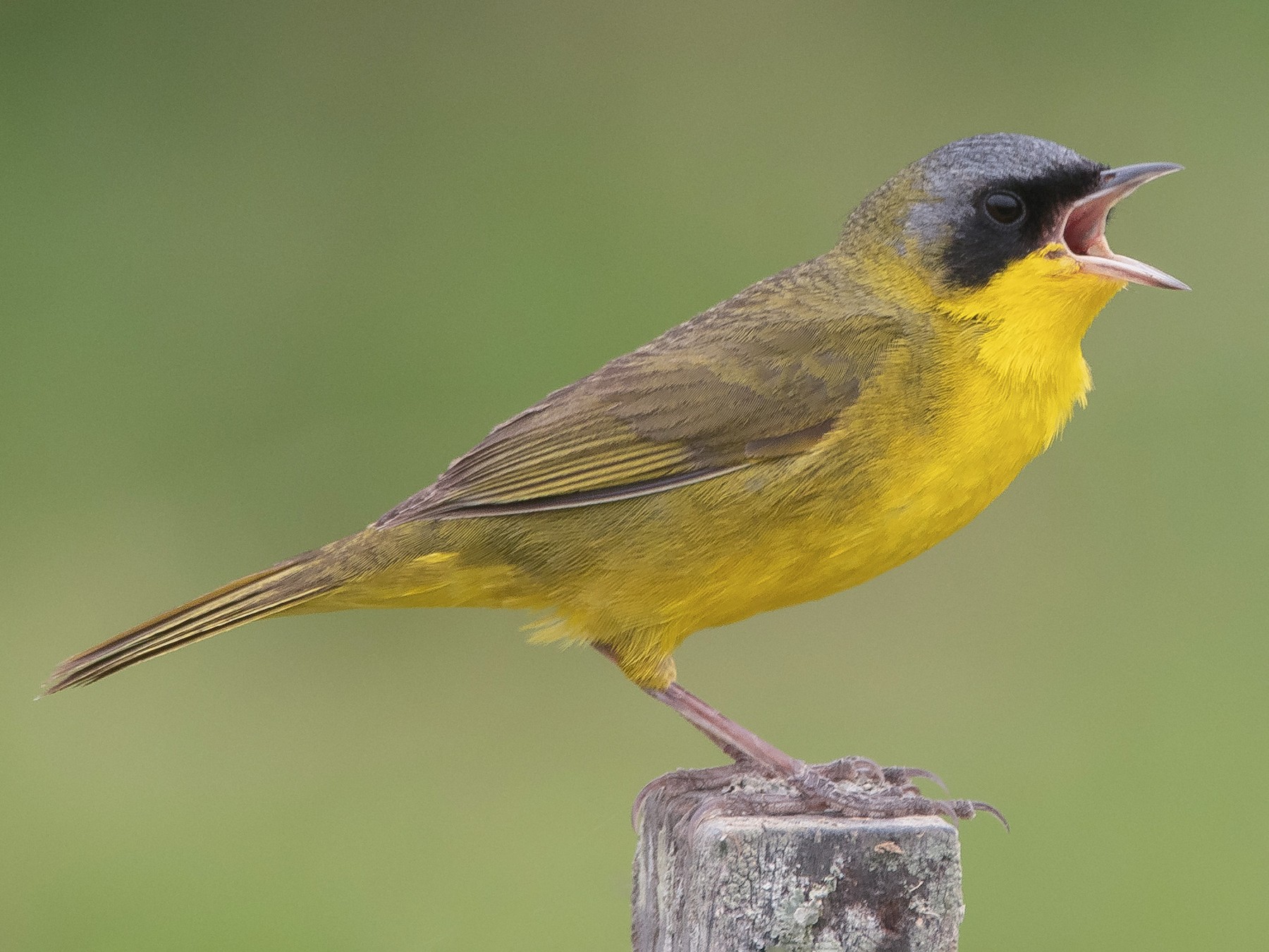 Mascarita Equinoccial (velata) - eBird