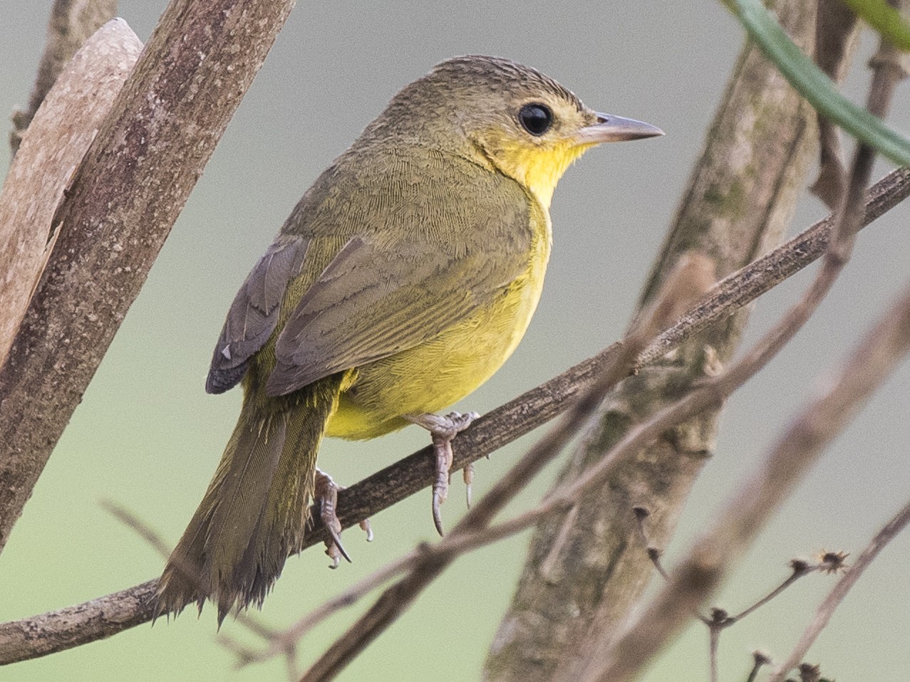 Mascarita Equinoccial (velata) - eBird