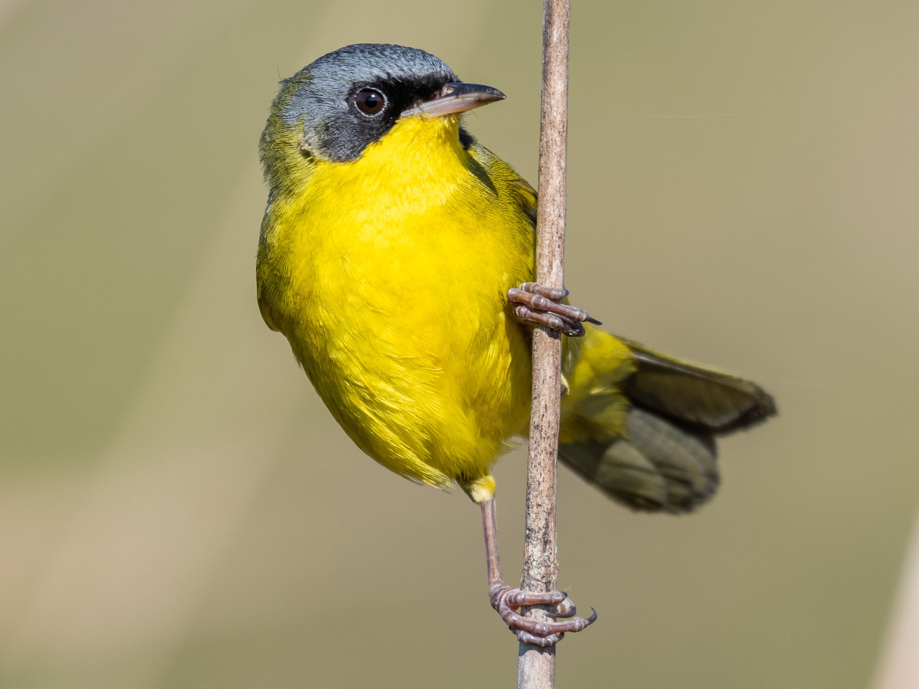 Mascarita equinoccial (velata) - eBird