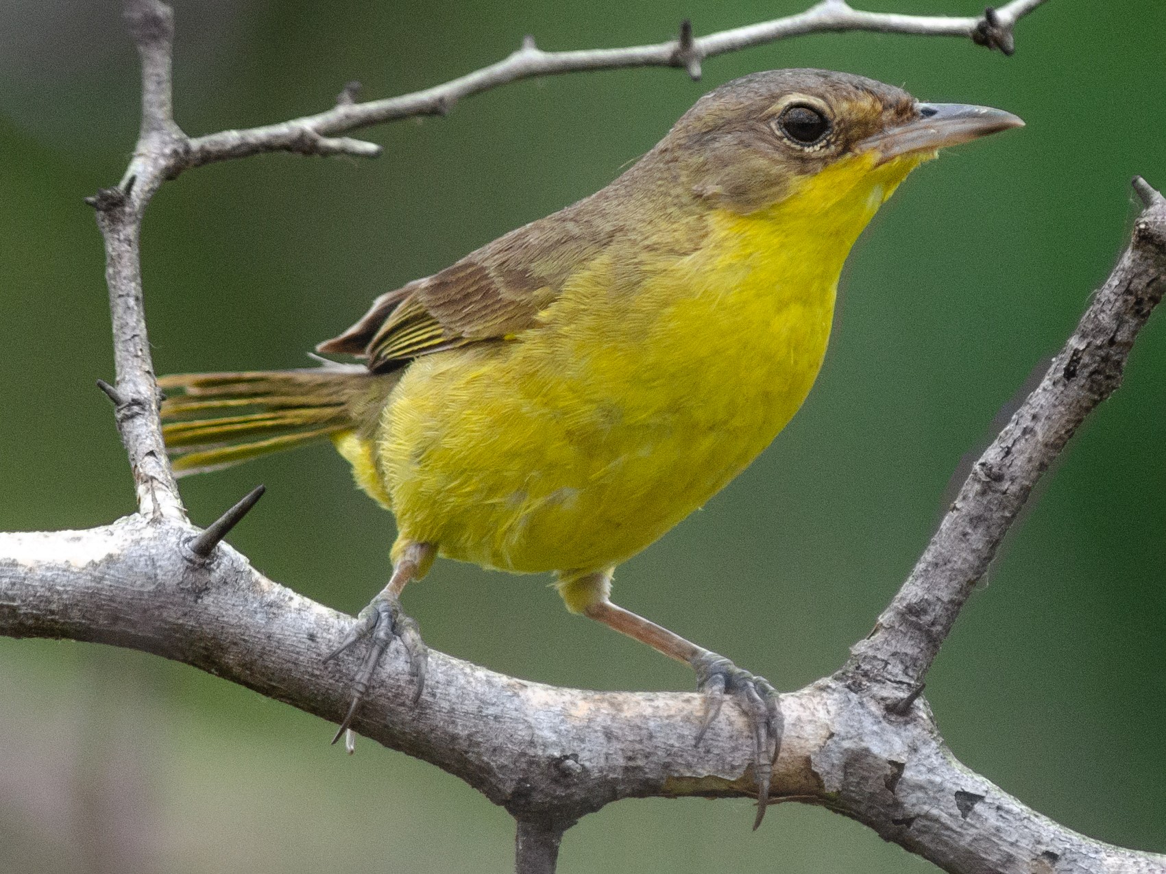 Mascarita Equinoccial (velata) - eBird