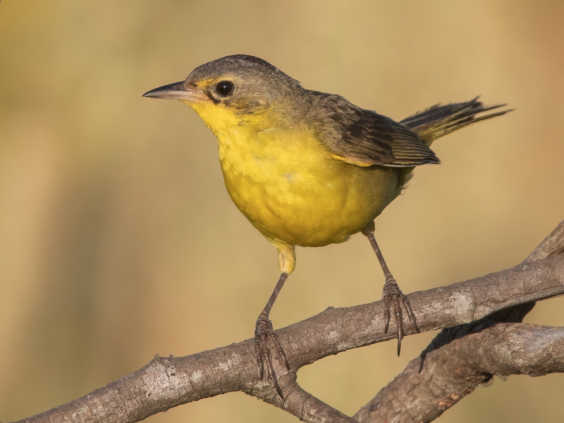 Southern Yellowthroat - eBird