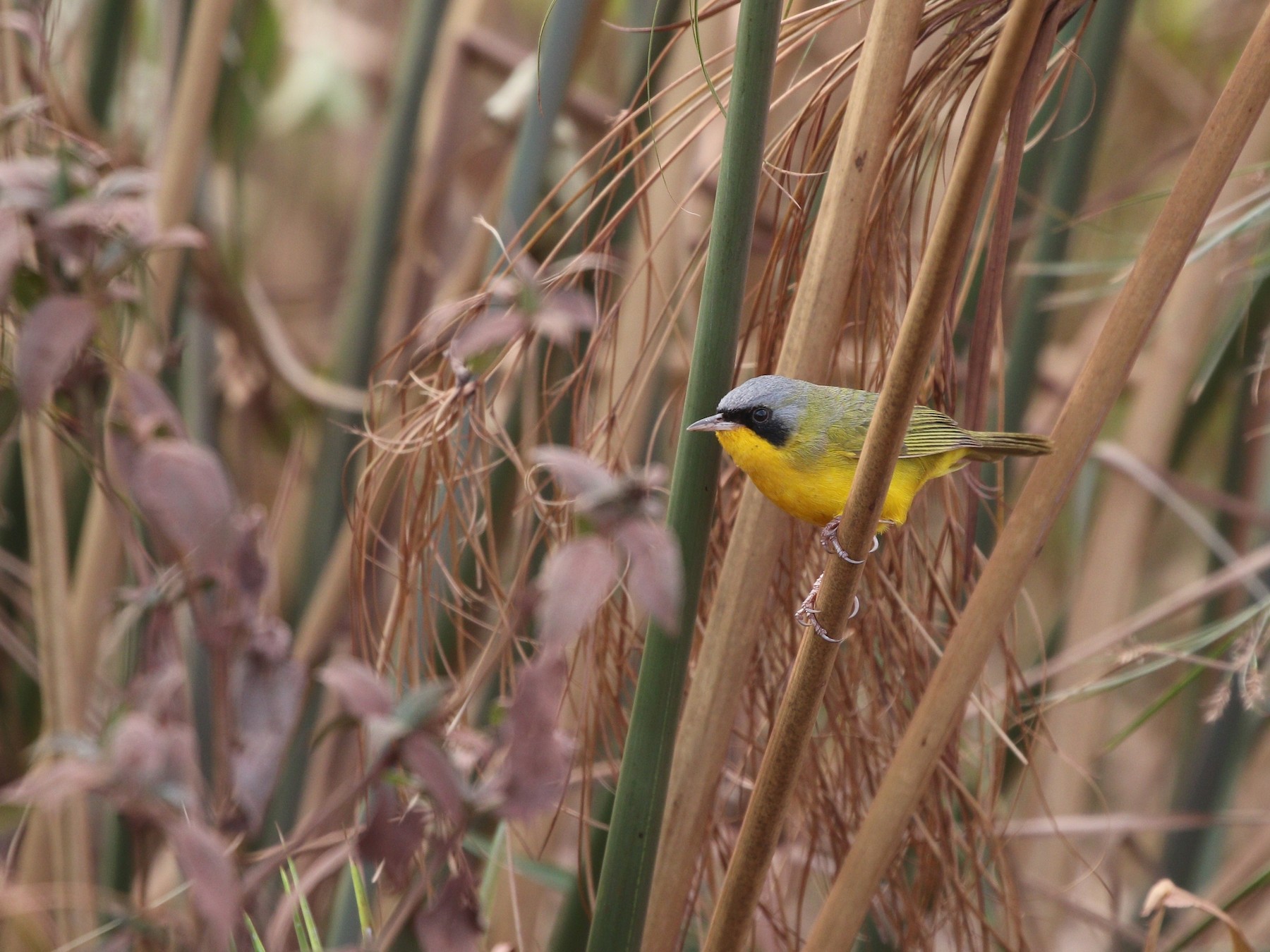 Mascarita Equinoccial (velata) - eBird