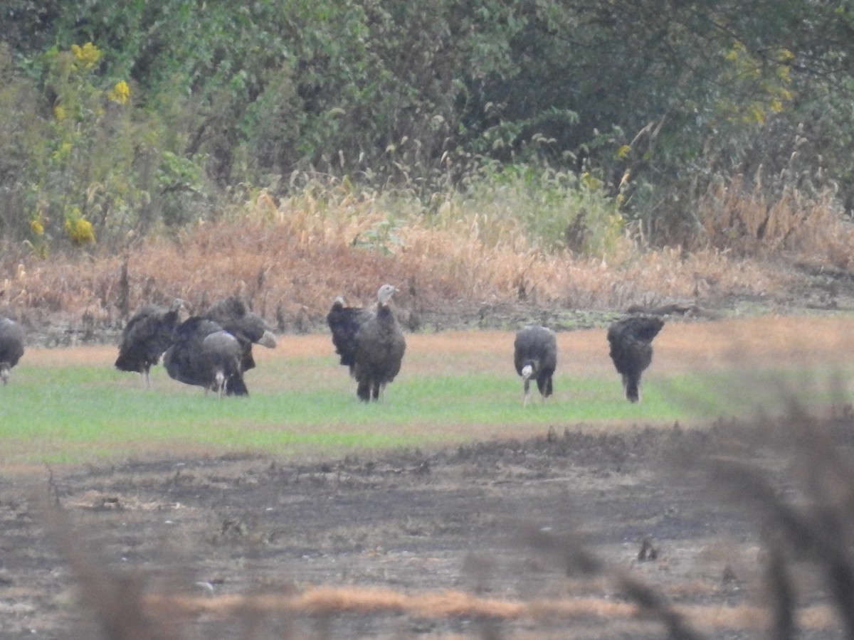 eBird Checklist - 22 Sep 2022 - Pine Island Turf Nursery - 13 species