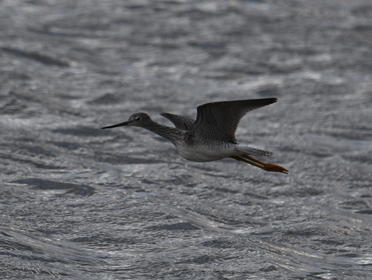 eBird Checklist - 22 Sep 2022 - Lorain Impoundment Lakeside Landing ...