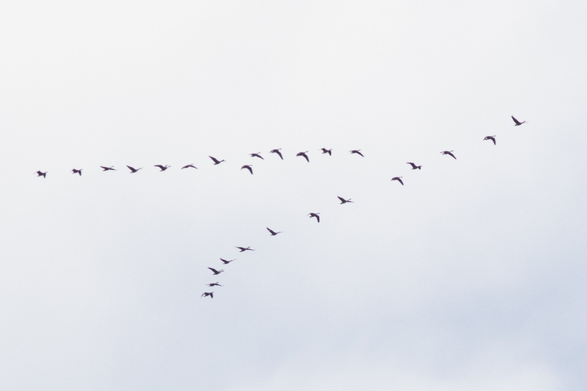 eBird Checklist - 22 Sep 2022 - Ashland Nature Center and Hawk Watch ...