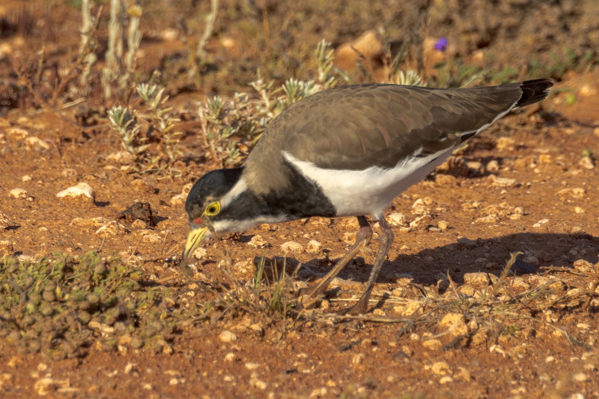 eBird Australia Checklist - 23 Sep 2022 - Glendambo - 26 species