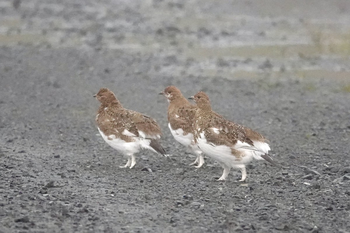 eBird Checklist - 21 Sep 2022 - Adak Island (Andreanof Islands-Aleutian ...