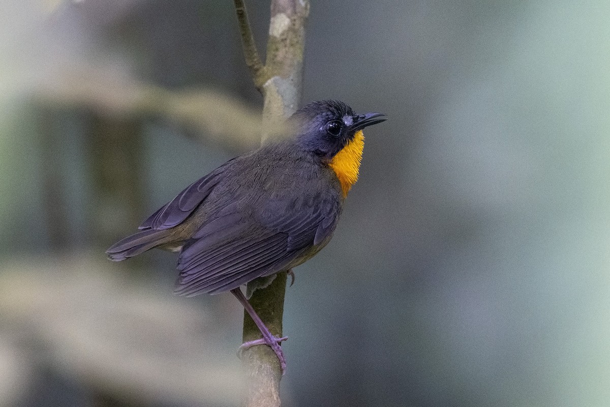 ML486620951 - Yellow-breasted Forest Robin - Macaulay Library