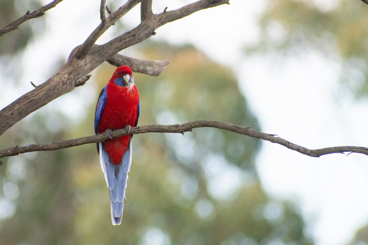 eBird Checklist - 20 Sep 2022 - Boothtown Reserve and Hyland Rd Park ...