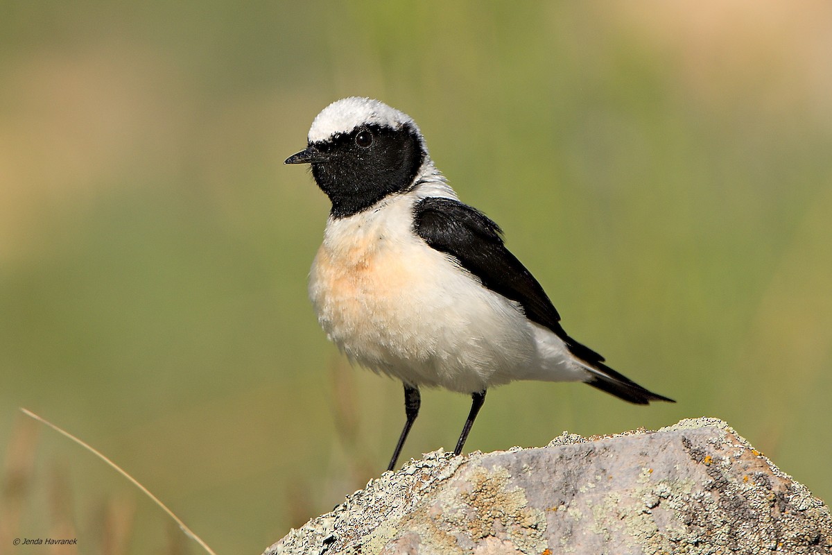 eBird Checklist - 16 May 2019 - svah - 22 species