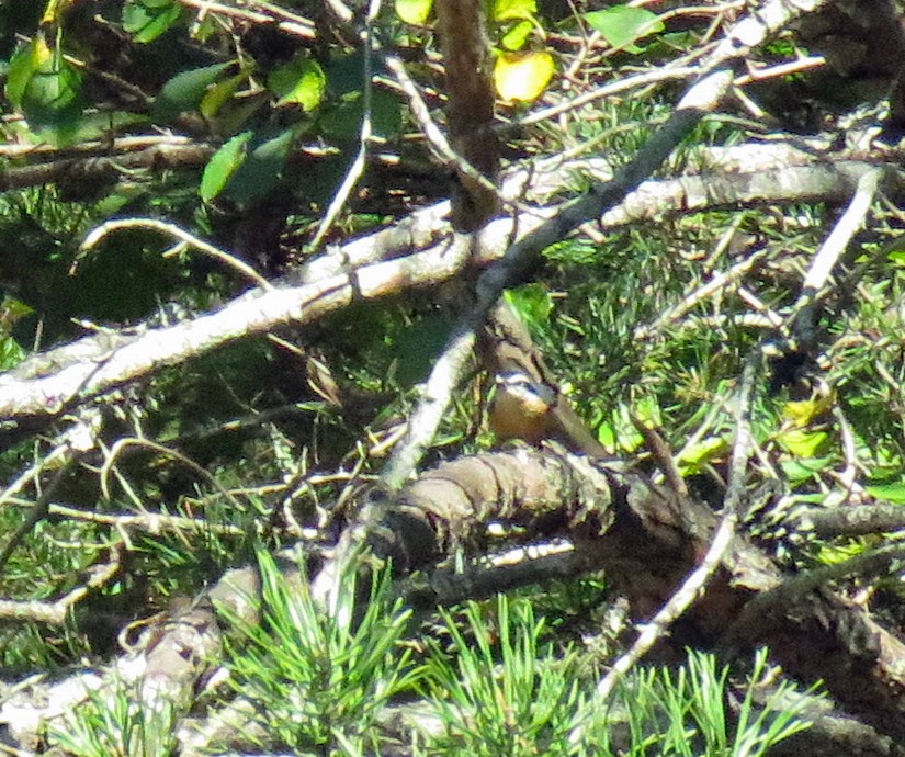 eBird Checklist - 23 Sep 2022 - Henryton Center - 13 species
