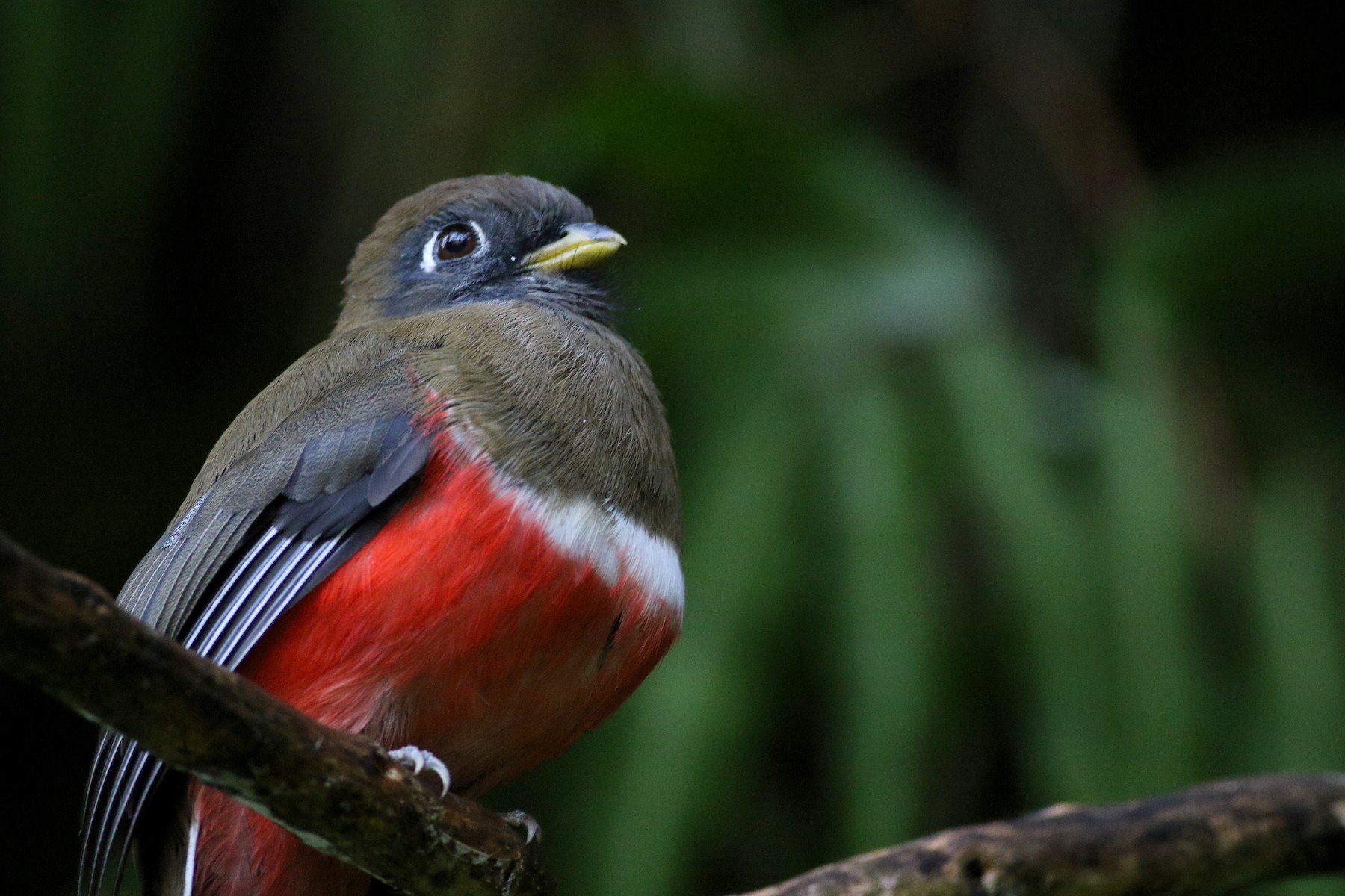 Trogón Collarejo (puella) - eBird