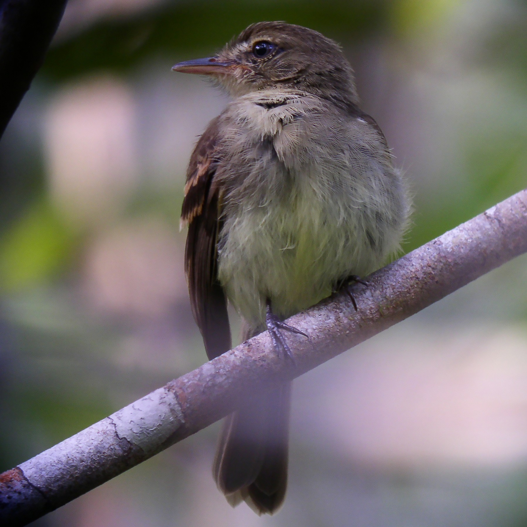 Mosquero Parduzco (duidae) - eBird