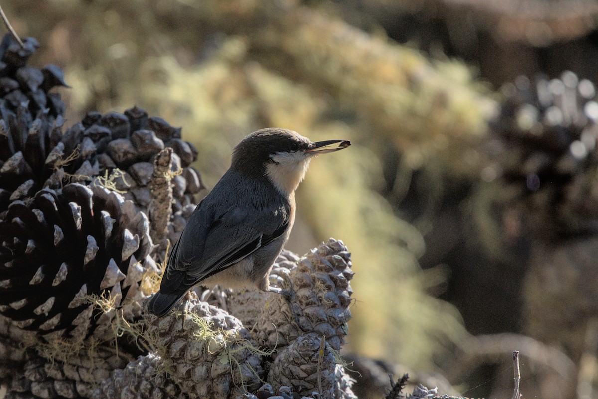 eBird Checklist - 23 Sep 2022 - Del Monte Forest--SFB Morse Botanical ...