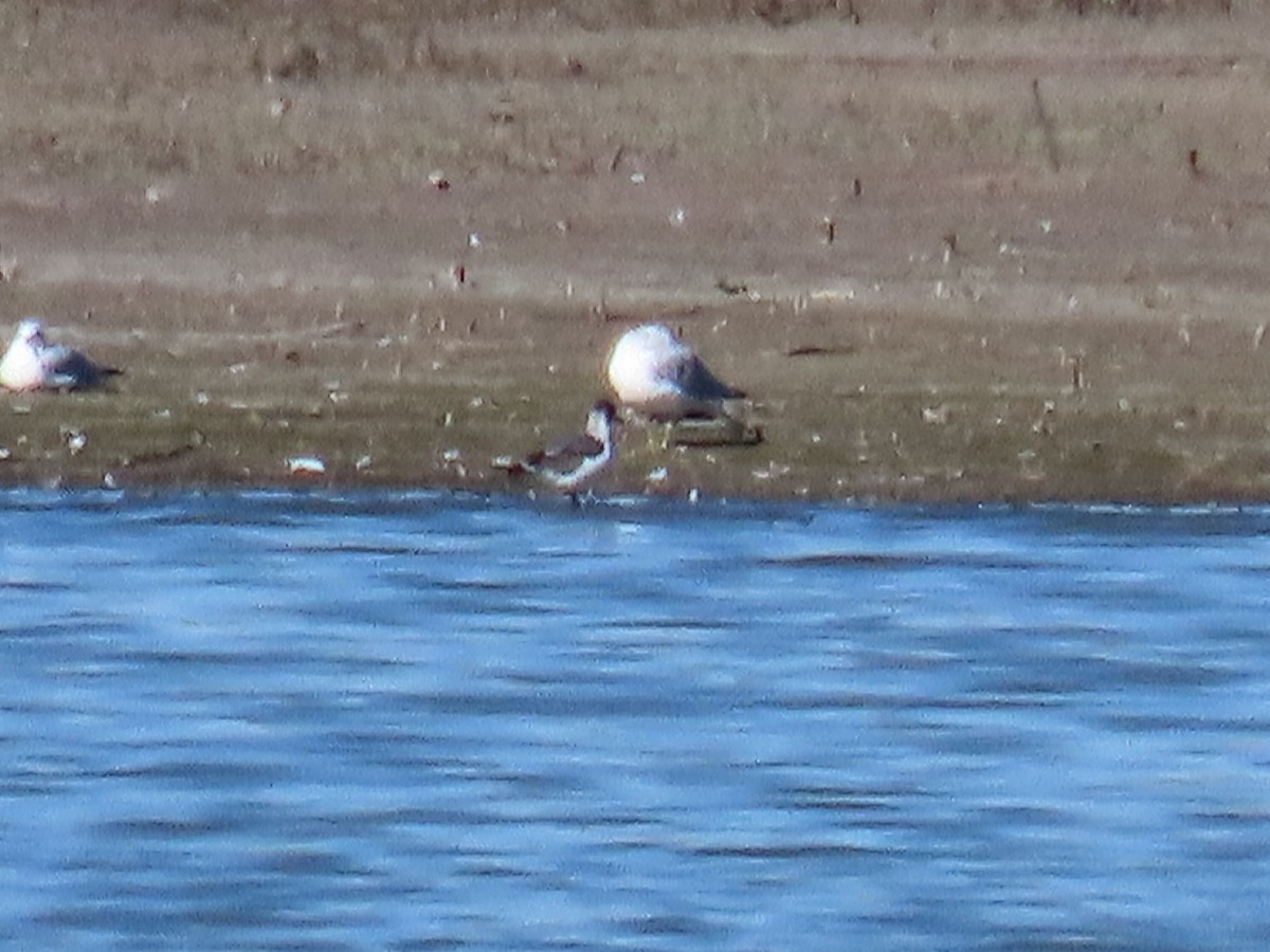 eBird Checklist - 23 Sep 2022 - Big Johnson Reservoir & Bluestem ...