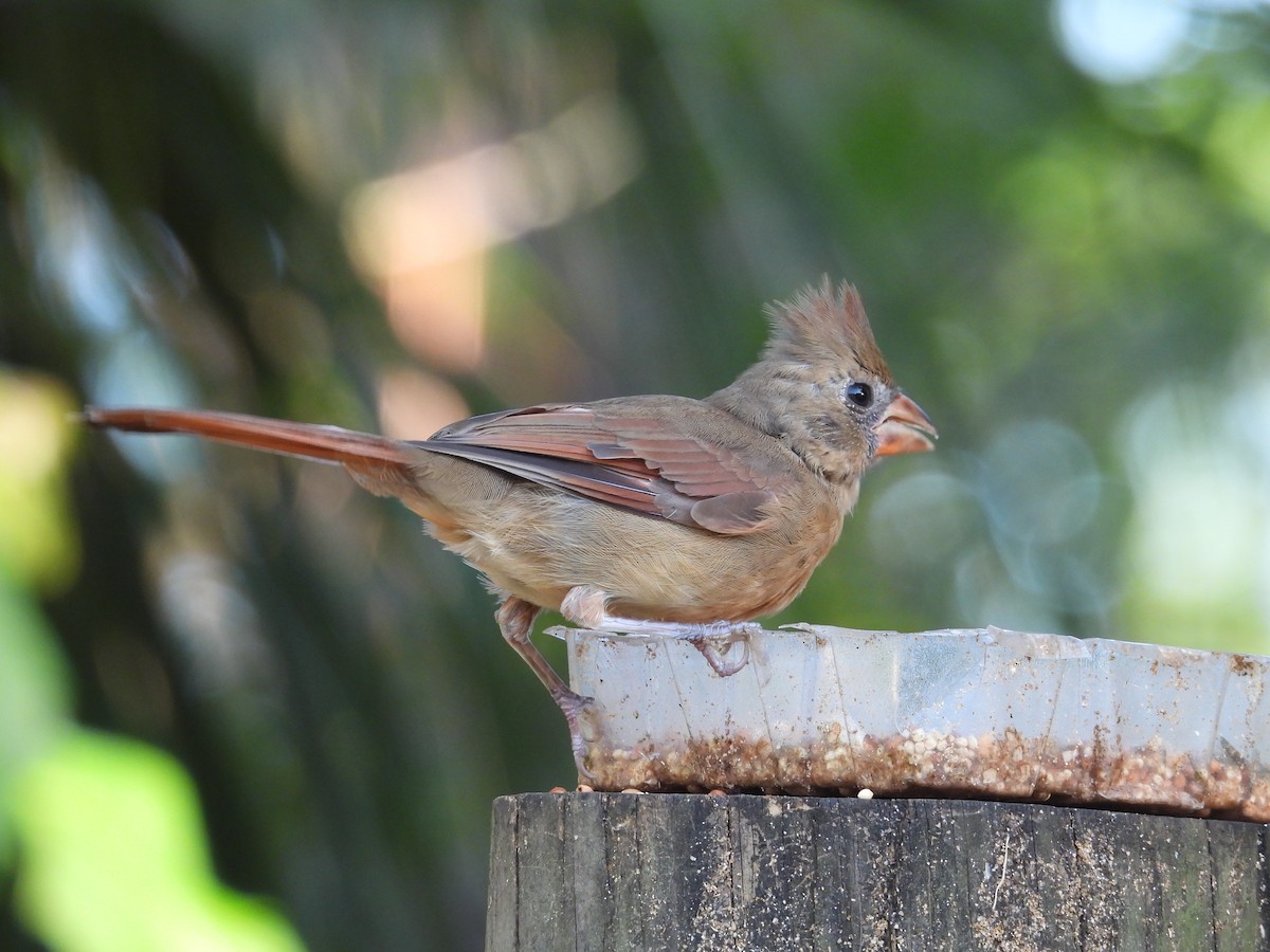 eBird Checklist - 22 Sep 2022 - My Backyard - 4 species