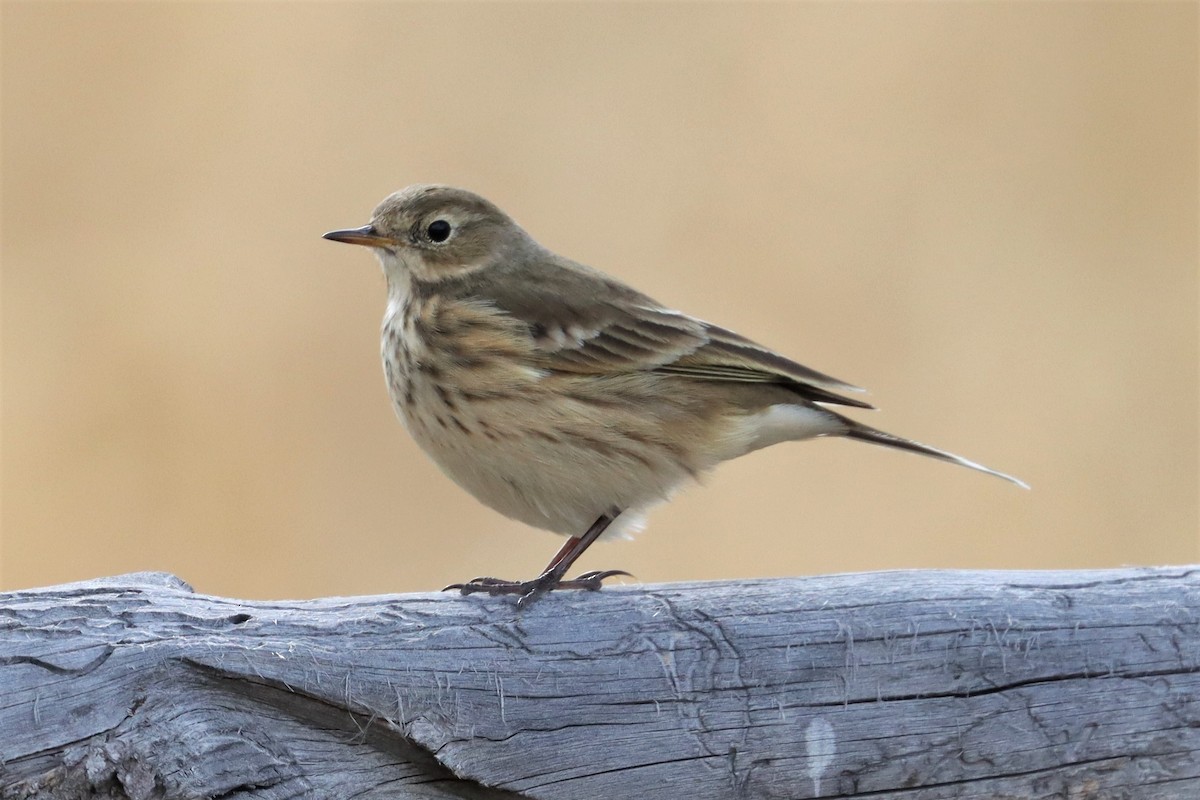 ML486881581 - American Pipit - Macaulay Library