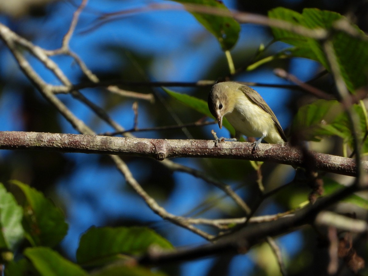 eBird Checklist - 22 Sep 2022 - Janes Creek Meadows Park - 27 species