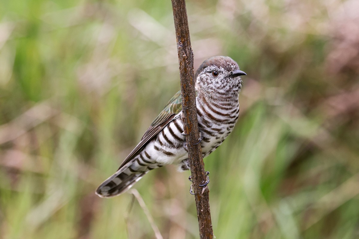 Shining Bronze-Cuckoo - Chrysococcyx lucidus - Media Search - Macaulay ...