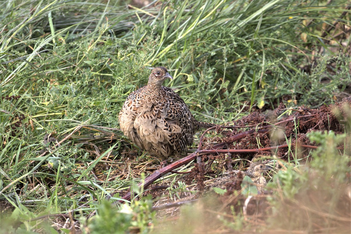 eBird Checklist - 9 Sep 2022 - Parkgate - 20 species