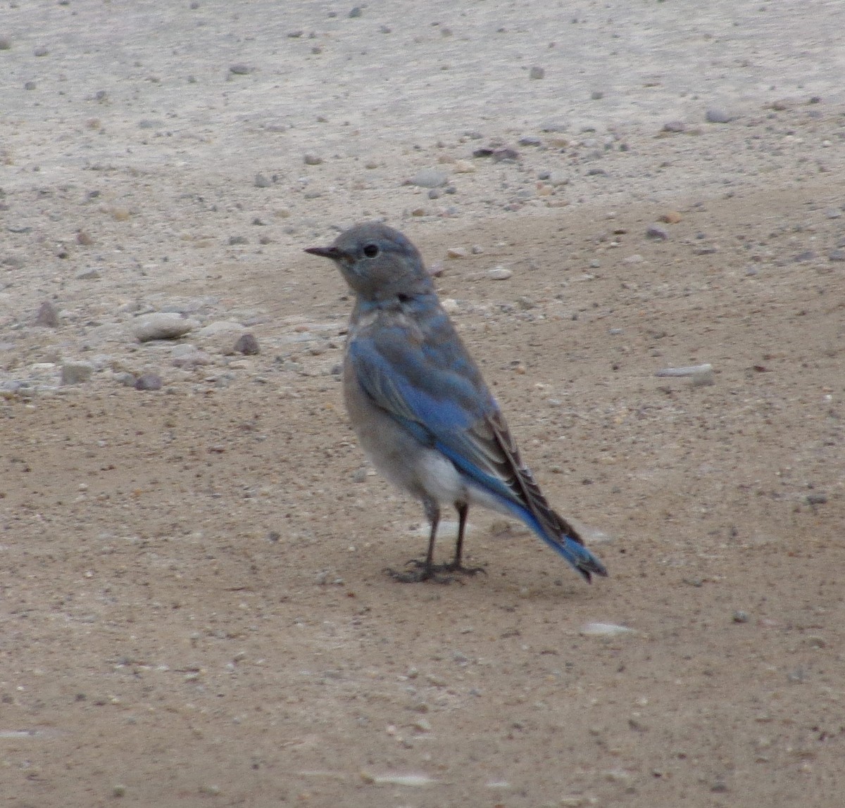 eBird Checklist - 17 Sep 2022 - Mormon Row - 1 species