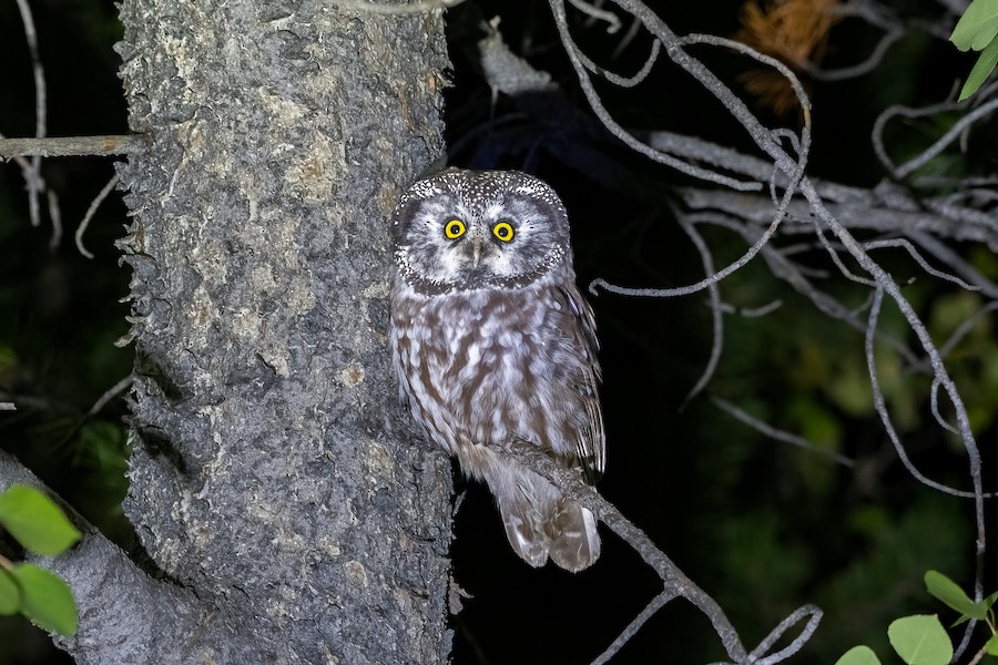 Boreal Owl (Richardson's) - eBird