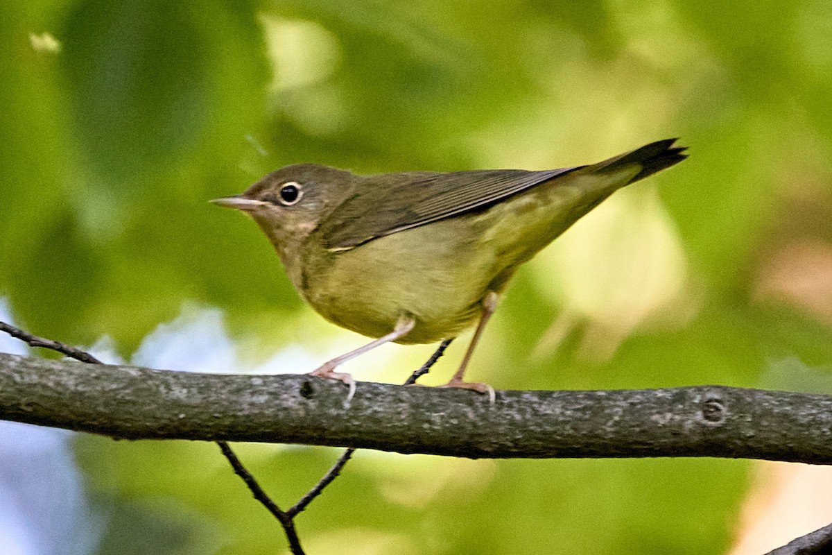 eBird Checklist - 21 Sep 2022 - Garret Mountain Reservation (Park) - 32 ...