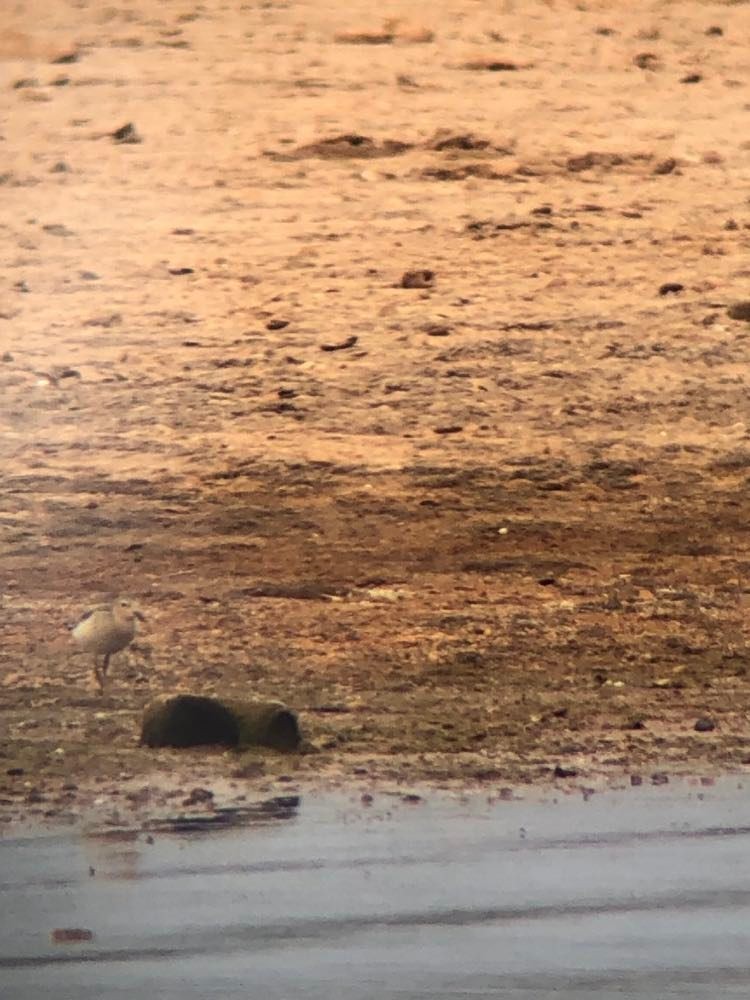 eBird Checklist - 24 Sep 2022 - Lake Hefner--Lakeshore Park/Prairie Dog ...