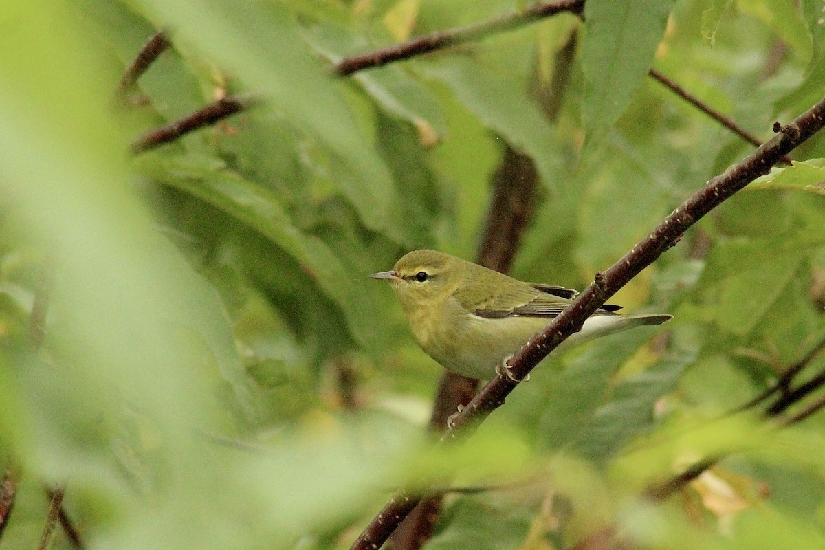 eBird Checklist - 9 Sep 2022 - Blue Ridge Parkway -- Grandfather ...