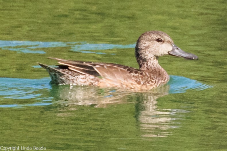 eBird Checklist - 24 Sep 2022 - Whelan Lake Bird Sanctuary (permission ...