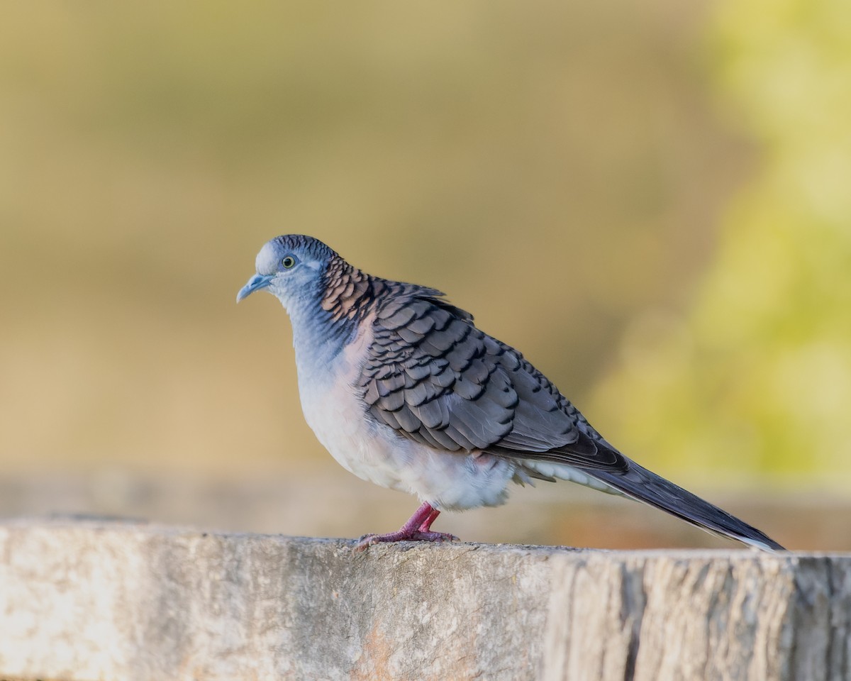 eBird Checklist - 24 Sep 2022 - Oxley Creek Common - 42 species (+1 ...