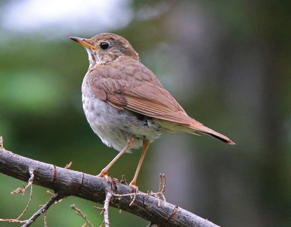 ML48736551 Swainson's Thrush Macaulay Library