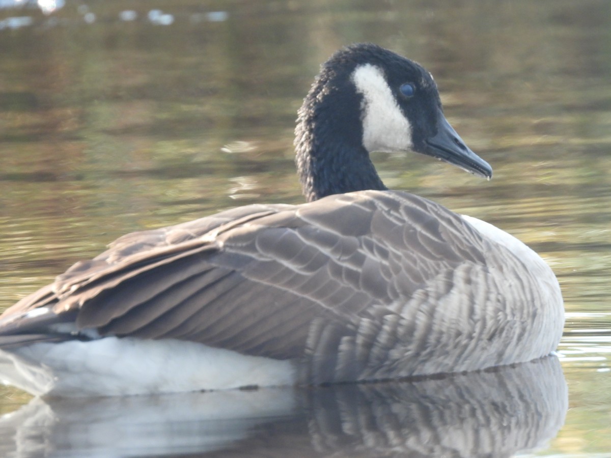 eBird Checklist - 25 Sep 2022 - North River, Hanover - 58 species (+1 ...