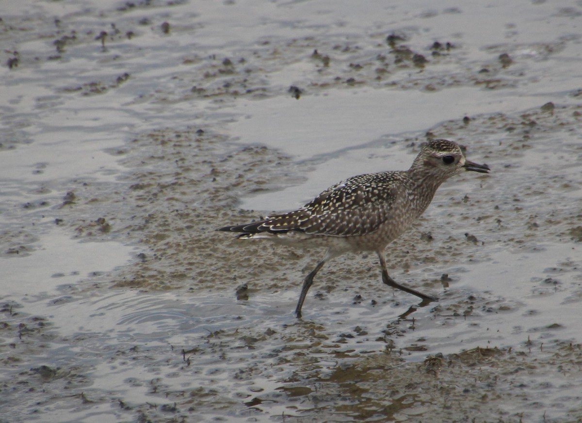 eBird Checklist - 25 Sep 2022 - Minor E Clark Fish Hatchery - 34 species