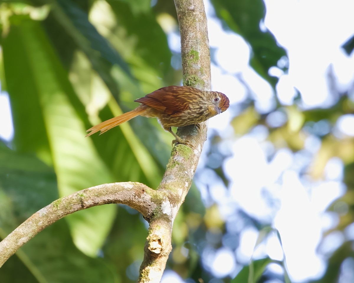 ML487476421 Striated Softtail Macaulay Library