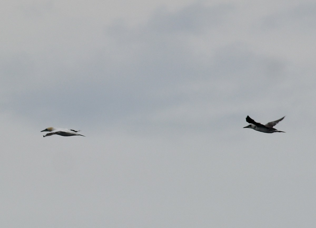 eBird Checklist - 25 Sep 2022 - Isles of Shoals--Star Island, Rye - 41 ...