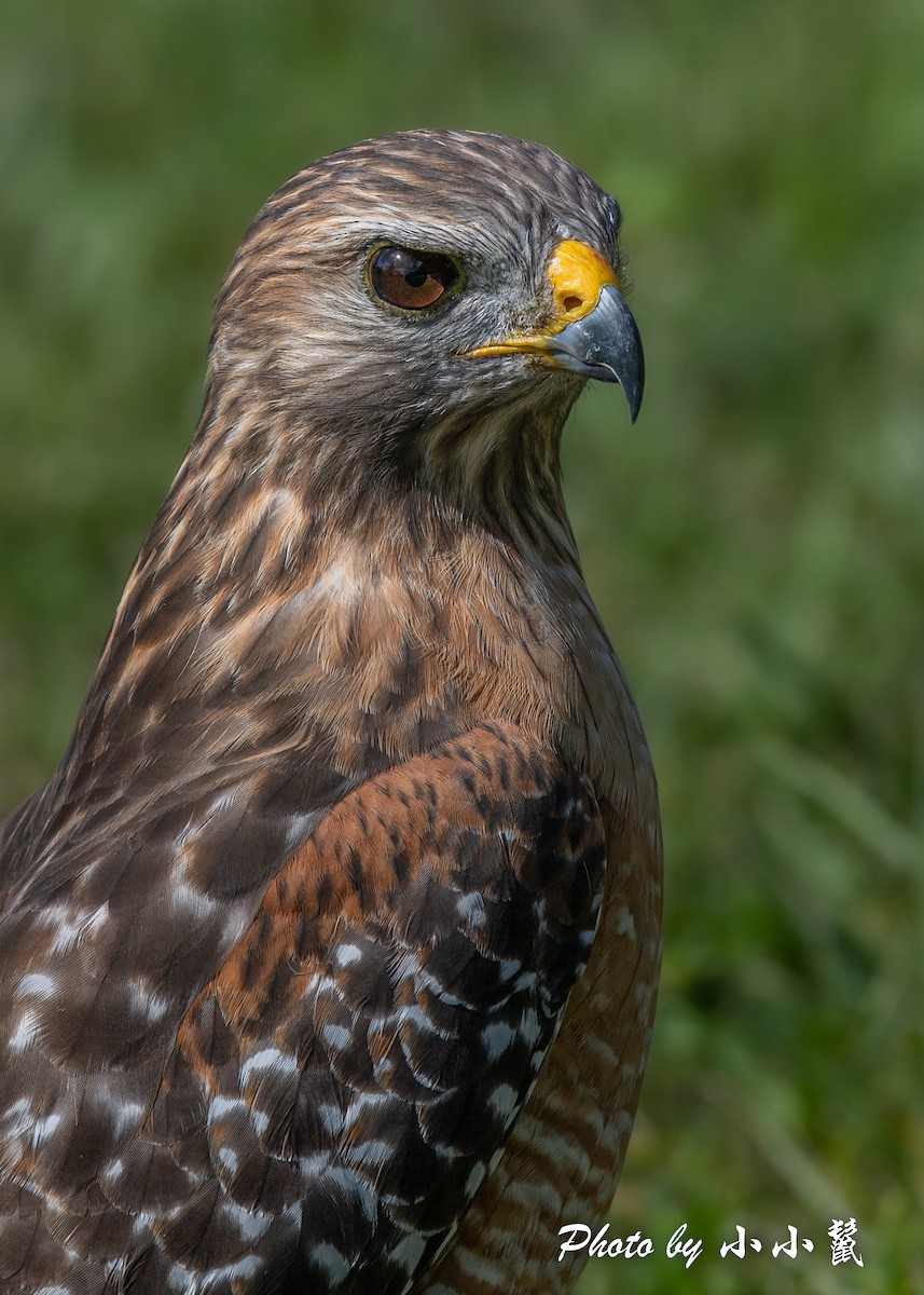 eBird Checklist - 25 Sep 2022 - Loxahatchee NWR--Lee Way - 45 species ...
