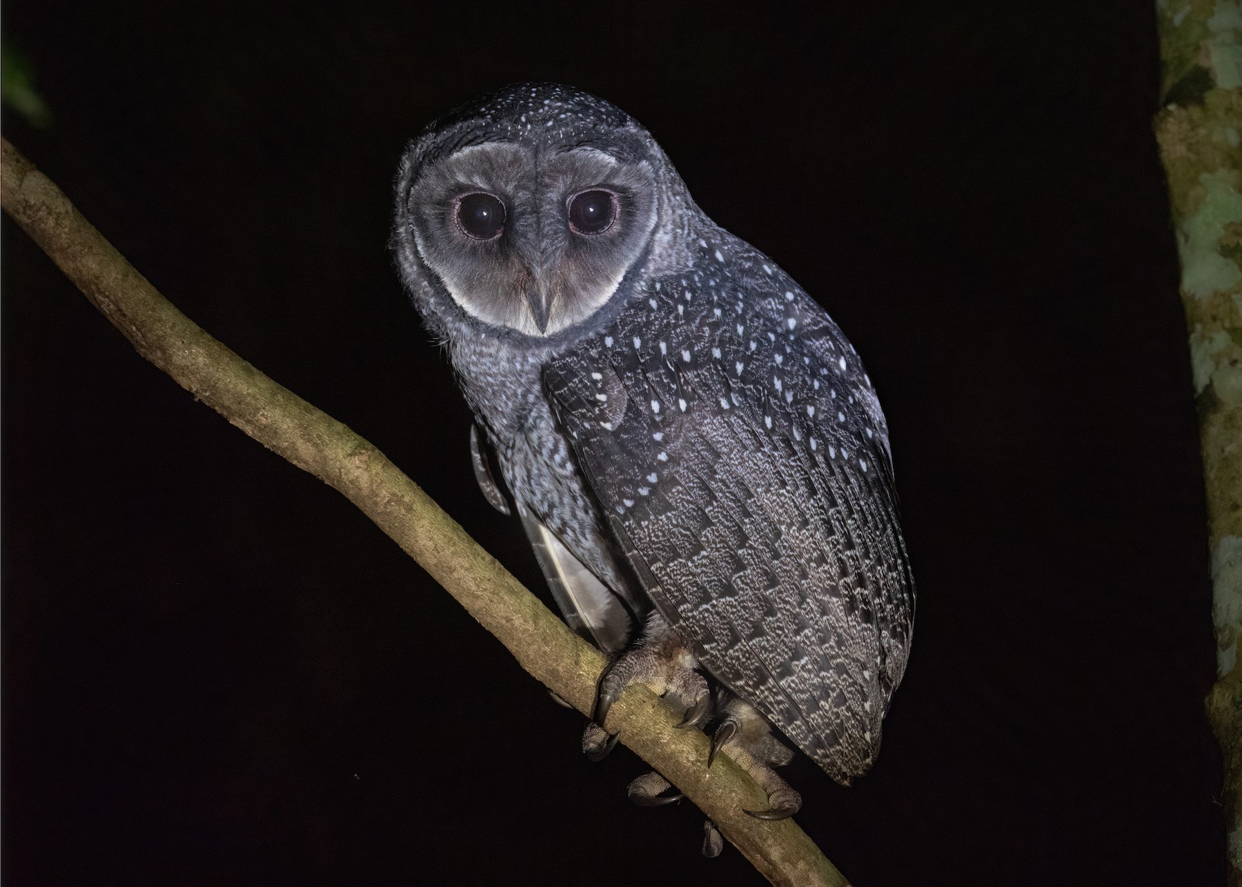Lesser Sooty Owl