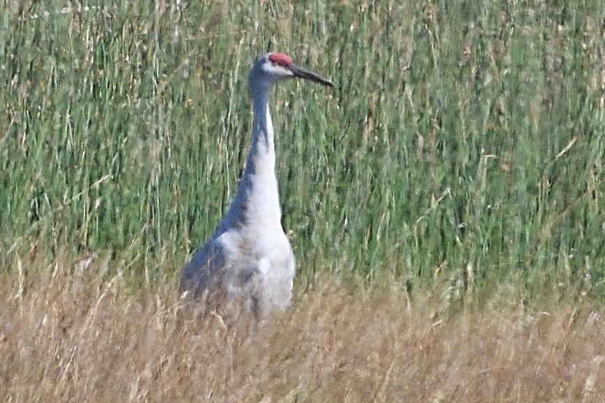 eBird Checklist - 10 Sep 2022 - Crane spot Old Highway E, Big Timber US-MT 45.81416, -109.87817 ...