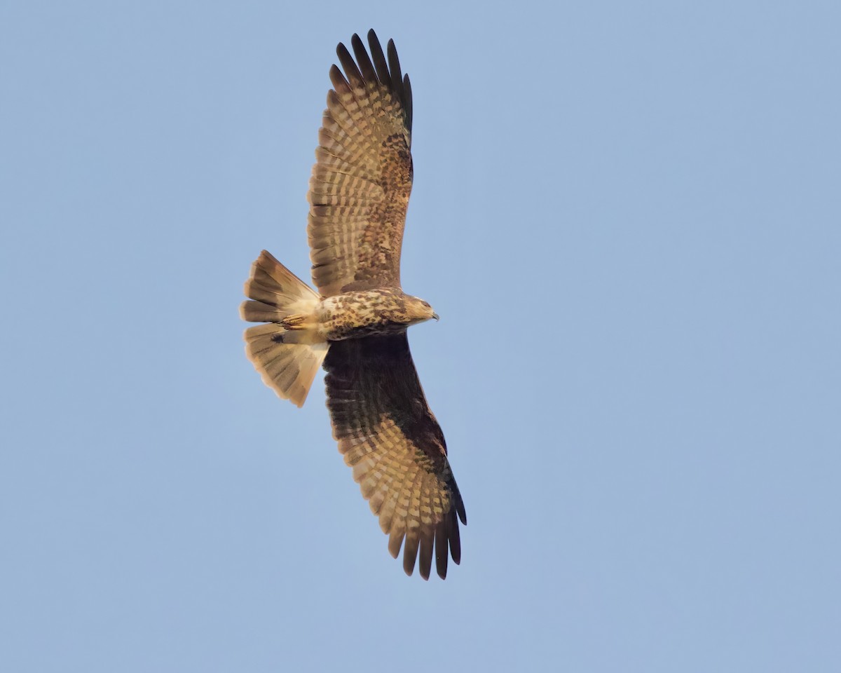 eBird Checklist - 6 Sep 2022 - Crasto Forest - 31 species