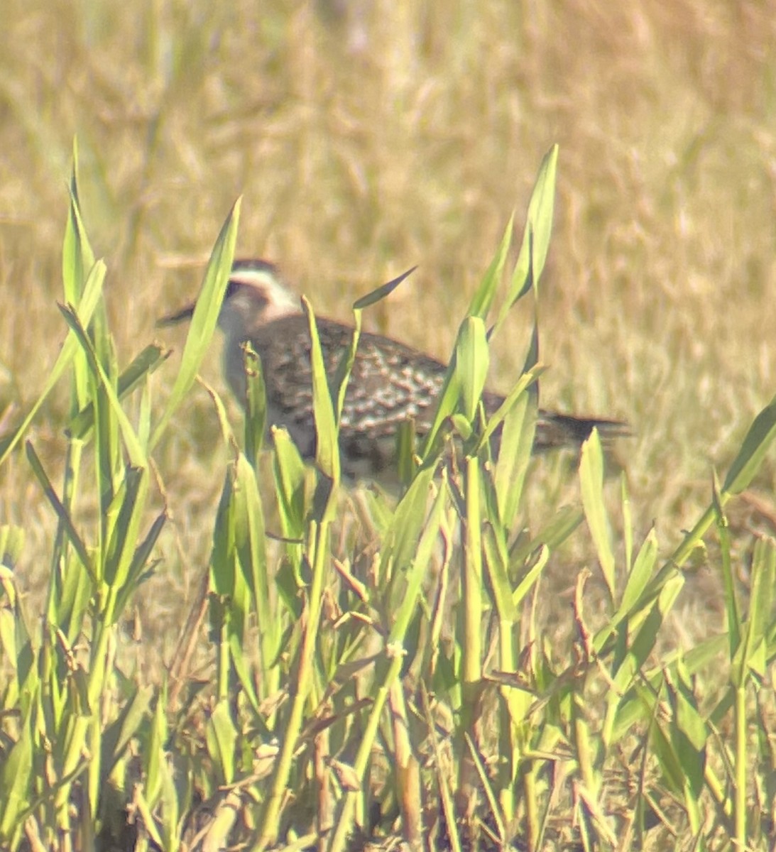 eBird Checklist - 26 Sep 2022 - Gramas Lindas, Toa Baja - 27 species