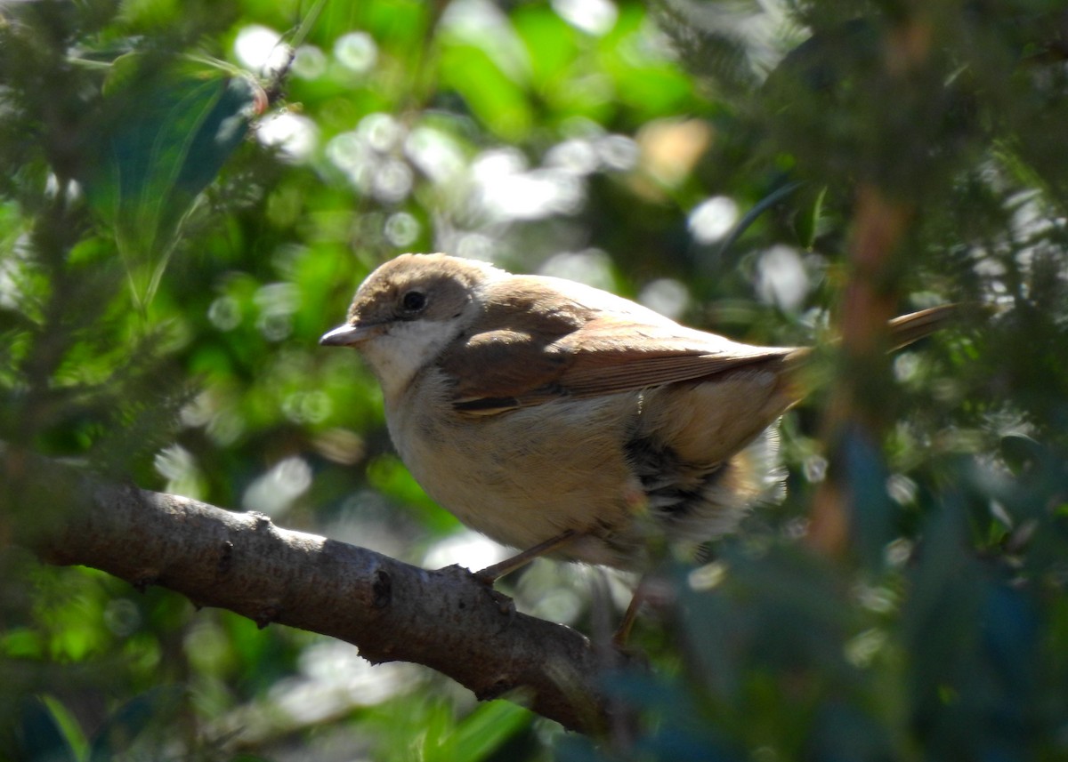 eBird Portugal Checklist - 25 Sep 2022 - Botequim - 2 species
