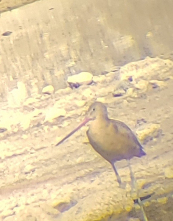 eBird Checklist - 26 Sep 2022 - Henderson Bird Viewing Preserve - 21 ...