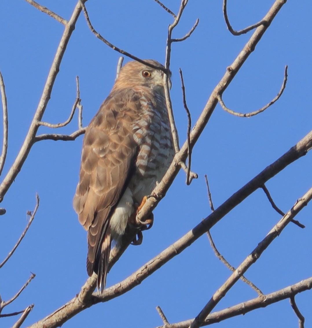 eBird Checklist - 26 Sep 2022 - C&O Canal--Violette's Lock - 26 species
