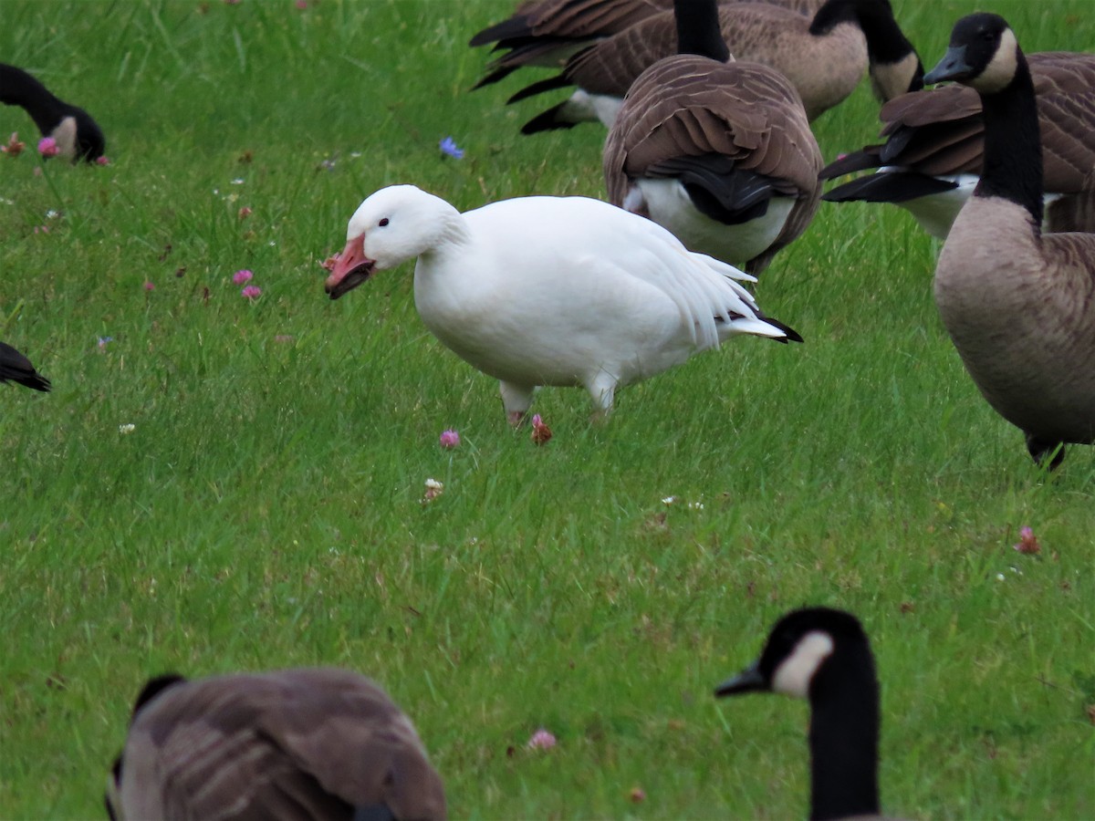 eBird Checklist - 26 Sep 2022 - UW Fond du Lac - 2 species