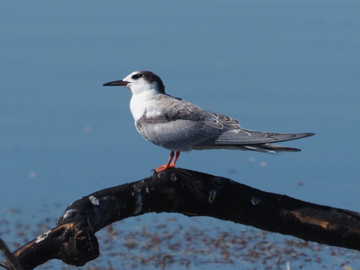 eBird Checklist - 25 Sep 2022 - Piute Ponds (permit required) - 55 ...