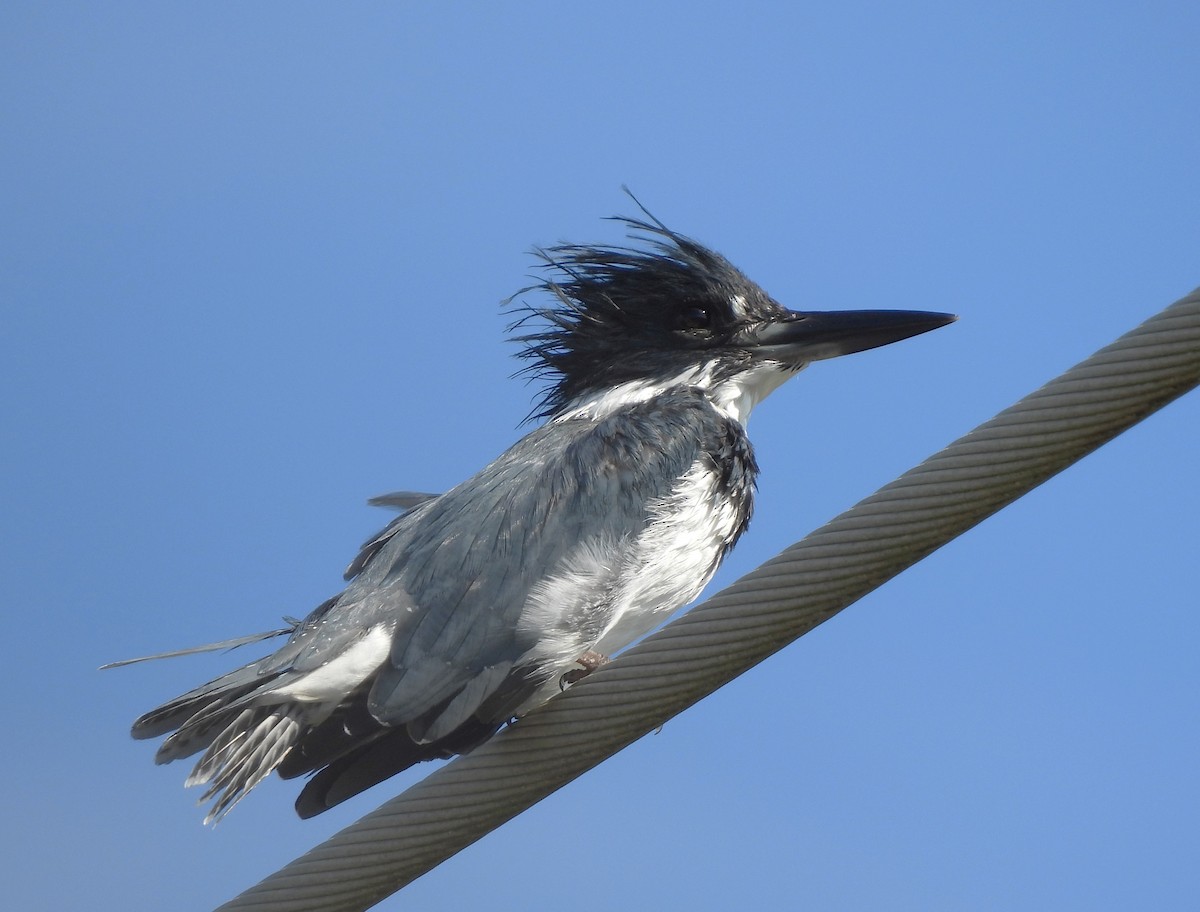 eBird Checklist - 26 Sep 2022 - Galveston--Settegast Rd. (UTC 067) - 1 ...