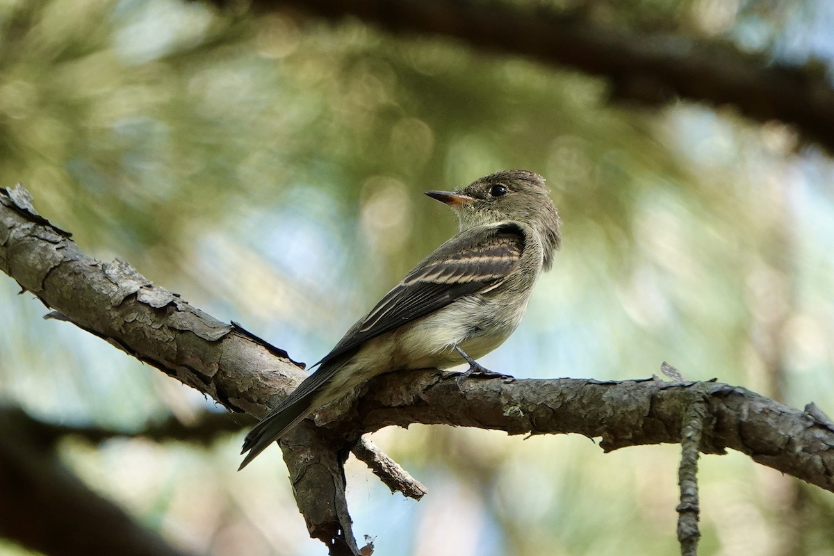 eBird Checklist - 26 Sep 2022 - **Back Bay NWR - 36 species