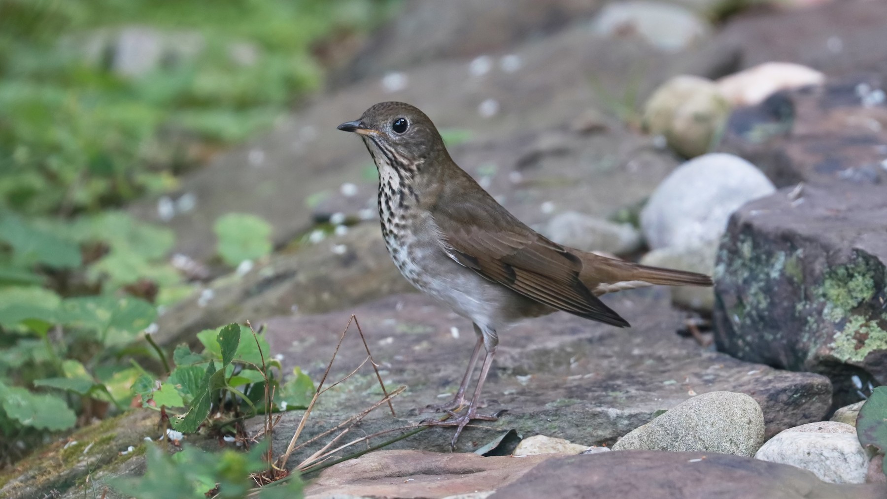 Gray-cheeked/Bicknell's Thrush - eBird