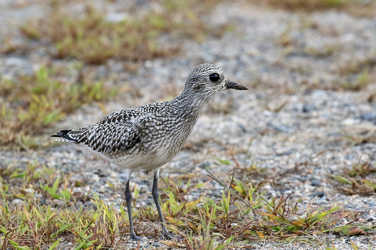 eBird Checklist - 26 Sep 2022 - Downtown Milan corner of 110b & Rt 16 ...